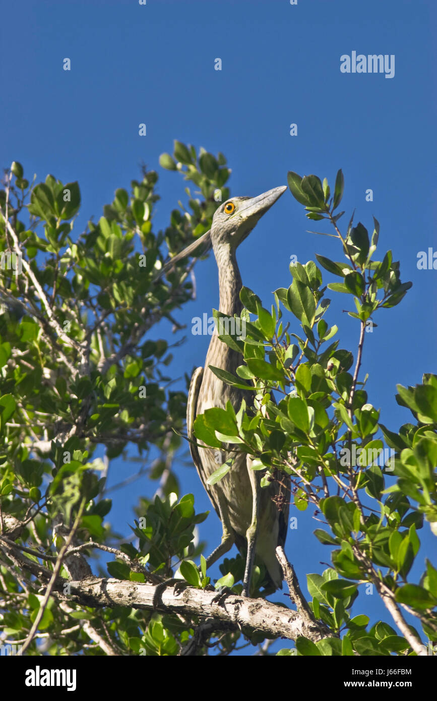 tree bird tourism wildlife crane bahamas travel vertical outdoors ...