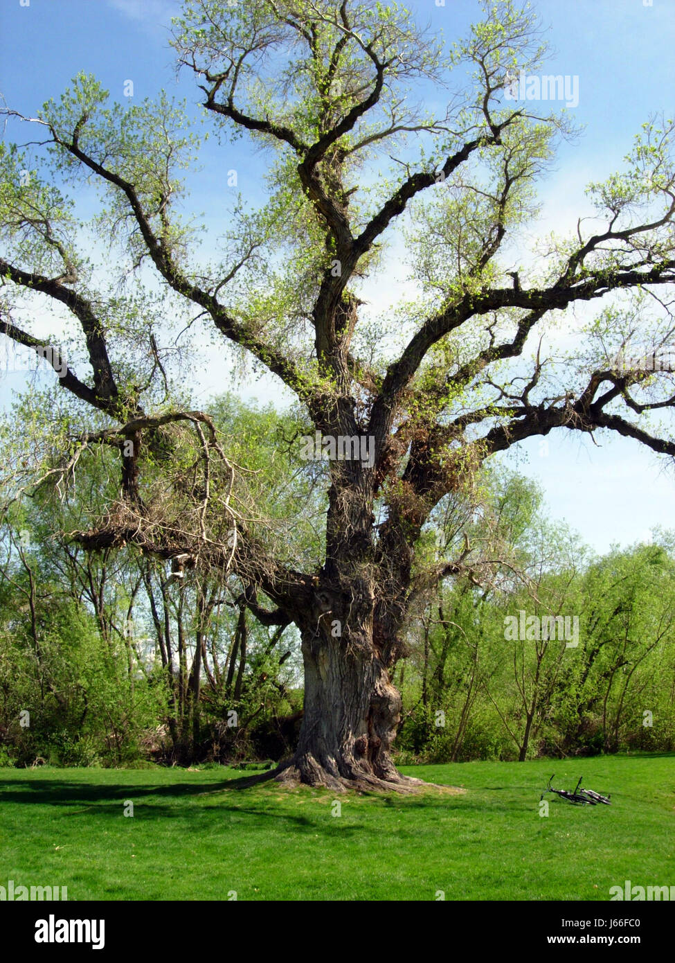 big large enormous extreme powerful imposing immense relevant tree park ...