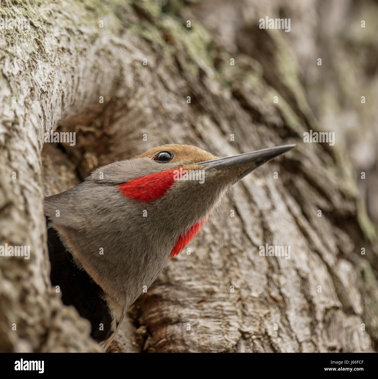 A male Northern Flicker, or Red Shafted Flicker, peeking out from his ...