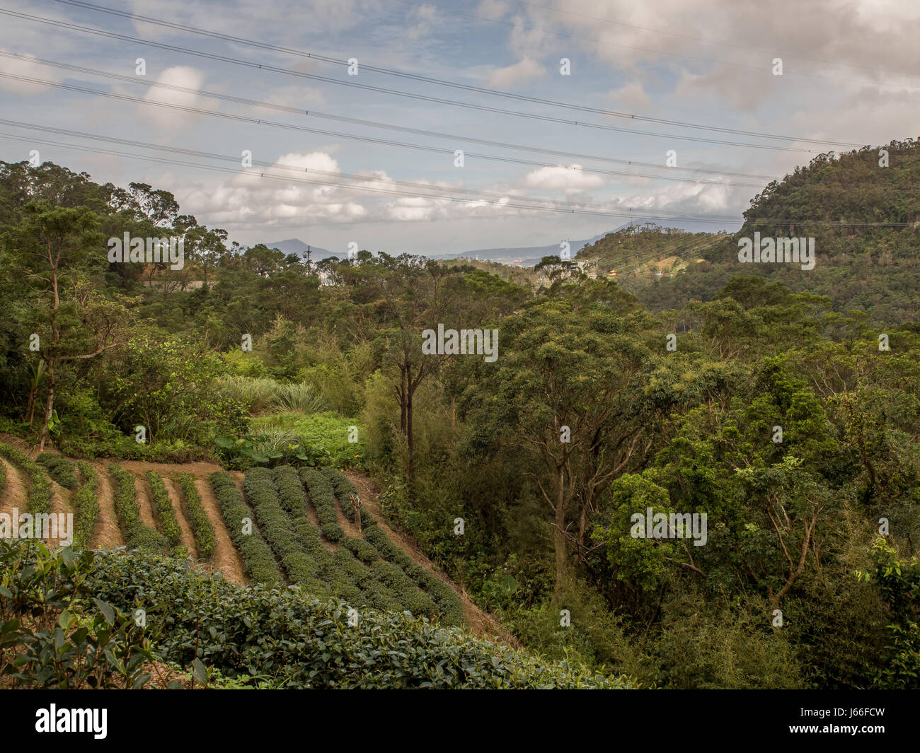 View for the tea plantation on the hills of Maokong in Taiwan Stock ...