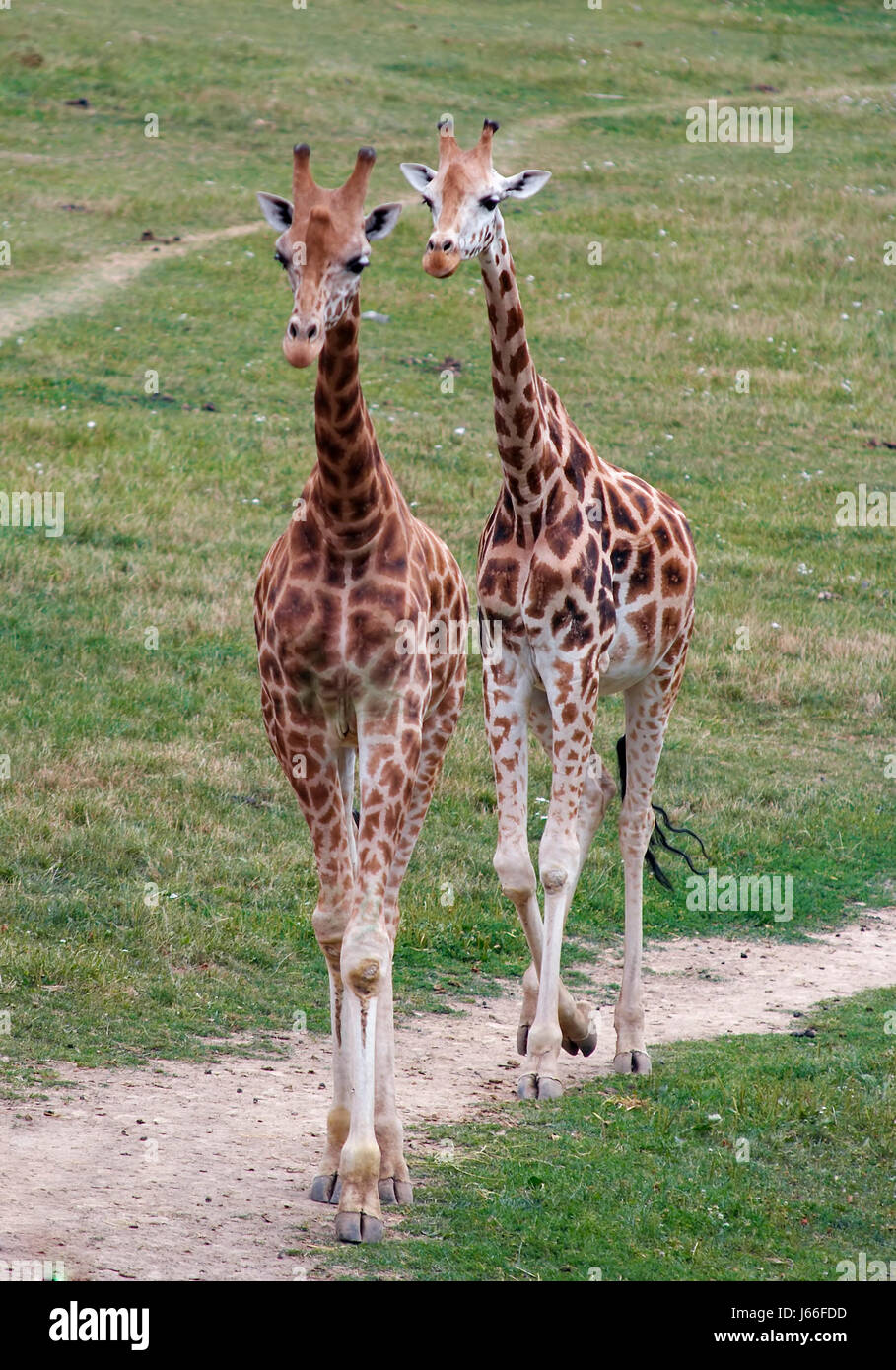 animal mammal giraffe giraffes two pair animal mammal duo long giraffe ...