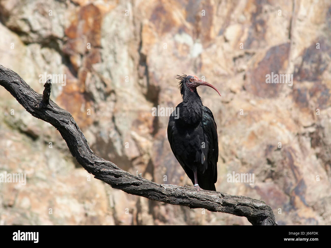 rare ibis wader bald threatened animal bird beak rare ibis wader wading ...