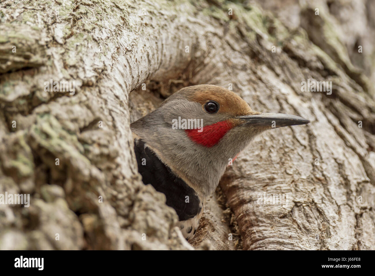 A male Northern Flicker, or Red Shafted Flicker, peeking out from his ...