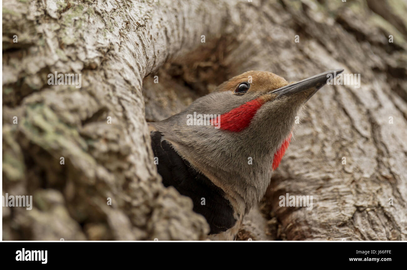 A male Northern Flicker, or Red Shafted Flicker, peeking out from his ...