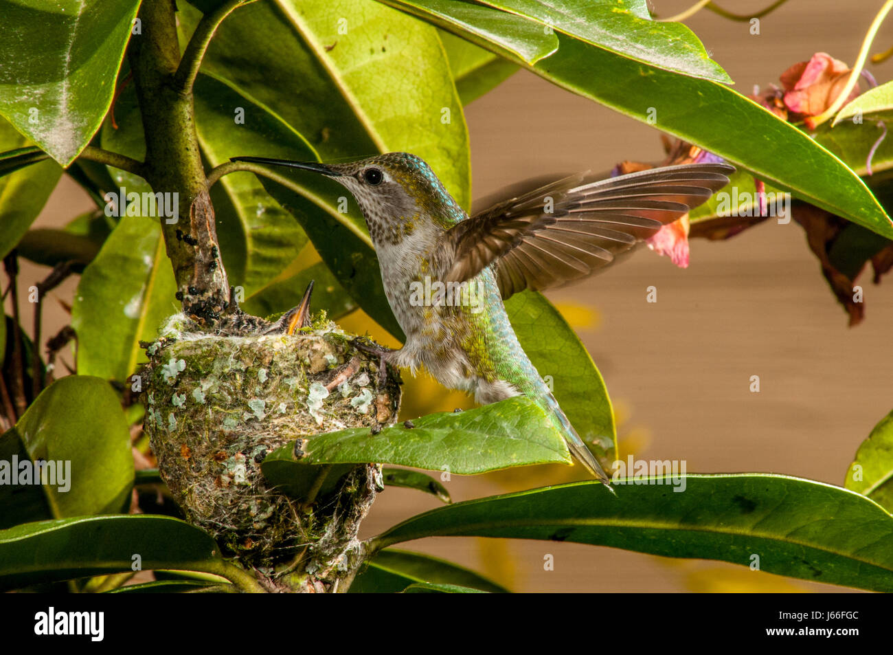 A mother Anna's Hummingbird feeding her newly hatched pair of chicks at ...