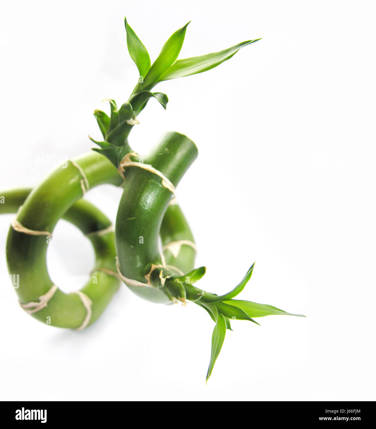 object isolated flower plant bamboo stalk stem leave lawn green ...