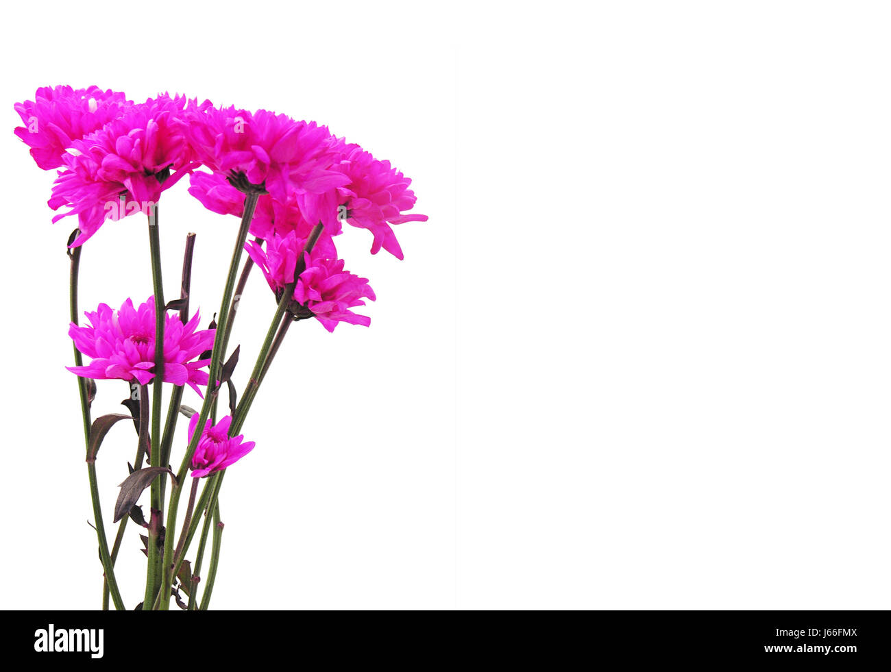 leaf garden flower plant flowers petal gardening stalk stem daisy ...