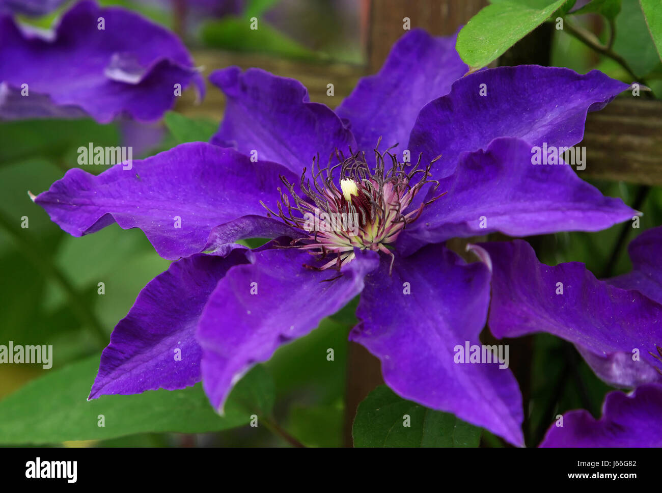 garden spring clematis climbing plant gardens tendrils macro close-up ...