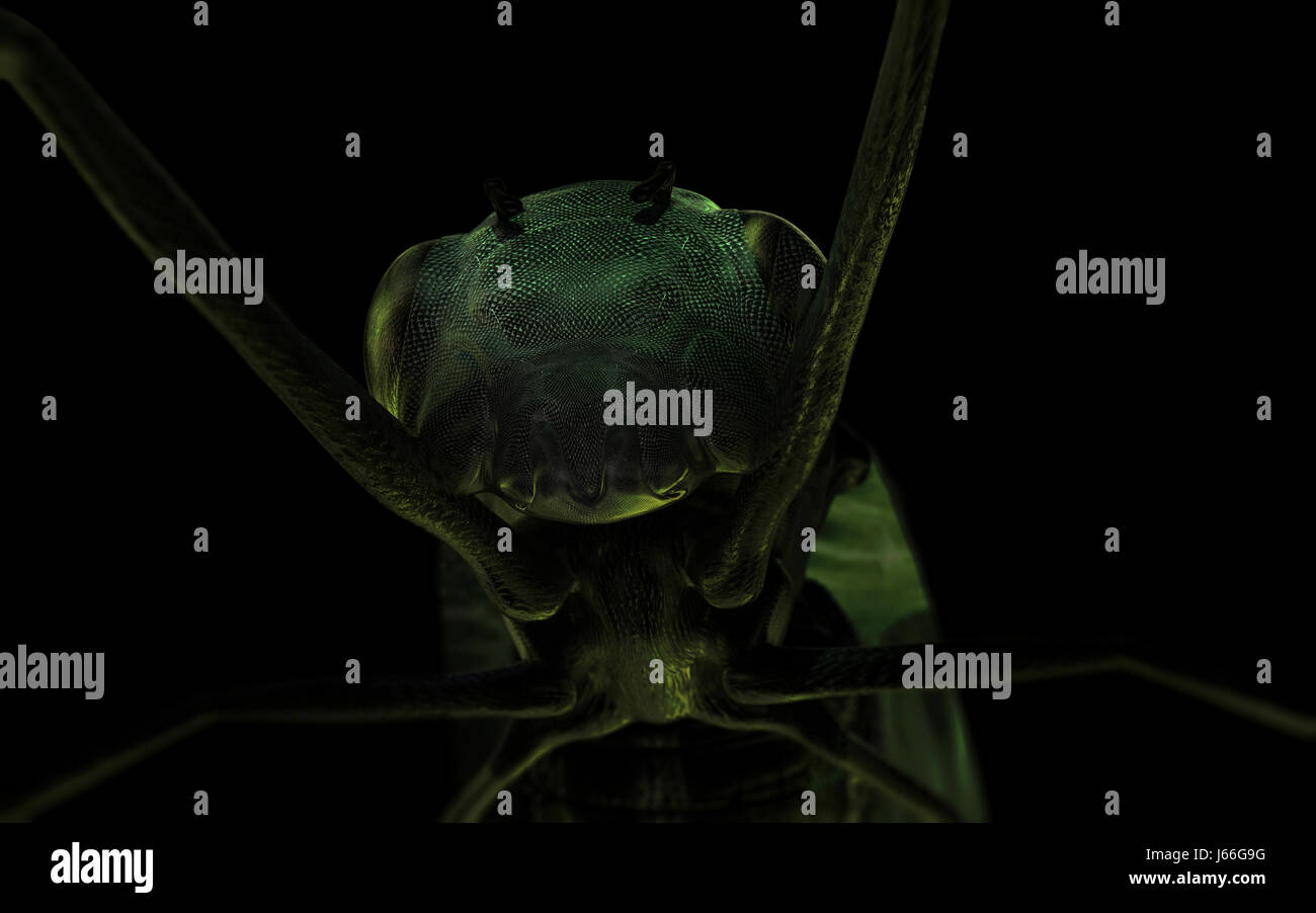 insect insects green eyes fly flies flys flying legs macro close-up ...