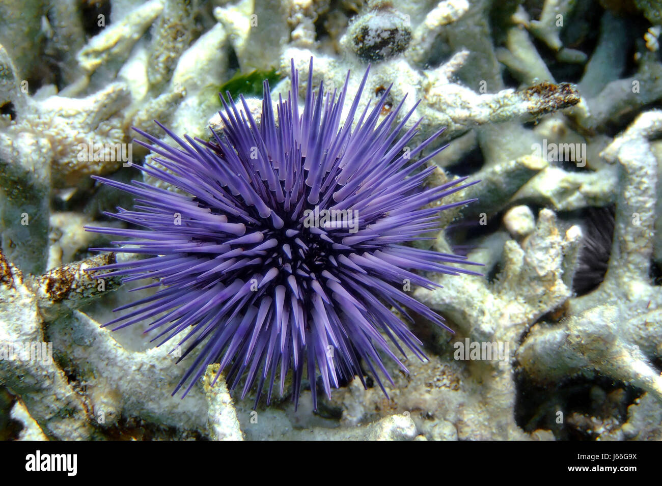 prickle prickly sting ??urchins urchins sea urchin echinoderm holiday ...
