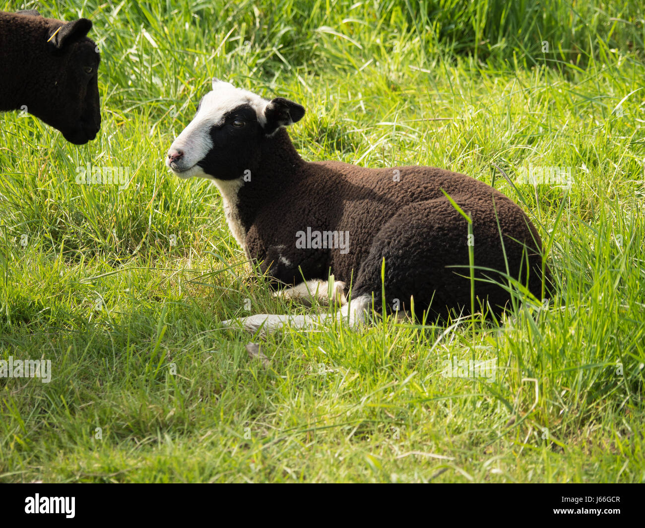two young brown sheep look at each other, one lying on a green meadow ...