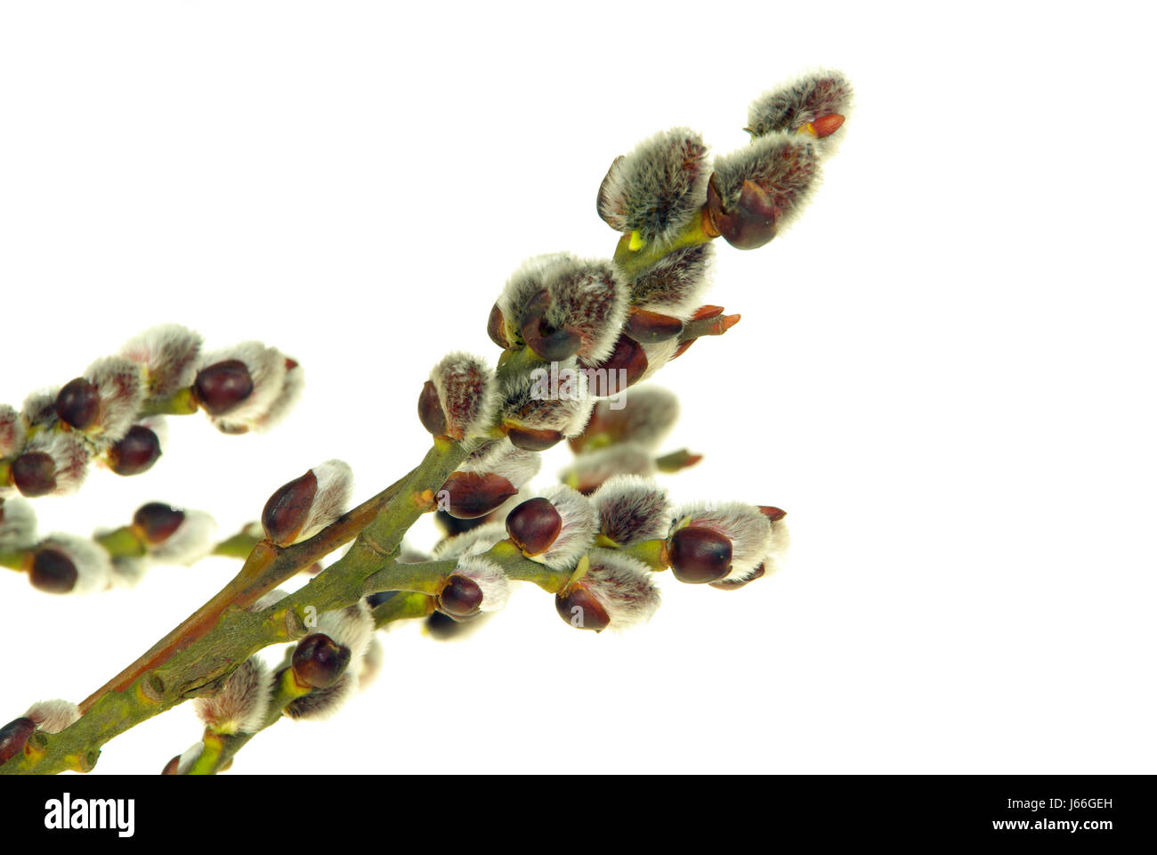 pussy willow - catkin 03 Stock Photo - Alamy