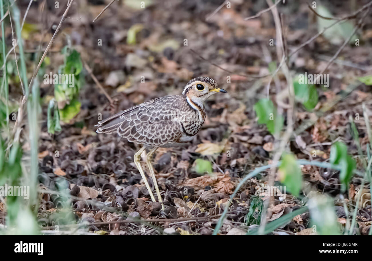 A Cryptic Heuglin's or Three-banded Courser (cinctus) Stands in Deep ...