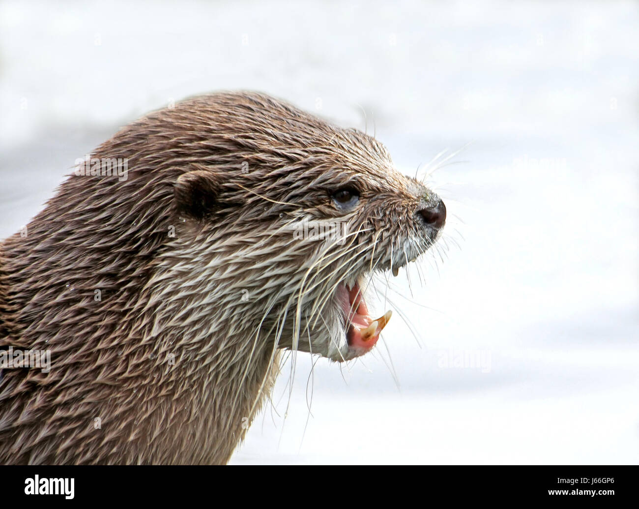 Animal cry hi-res stock photography and images - Alamy