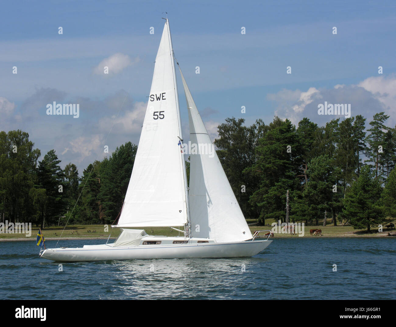 sail water baltic sea salt water sea ocean coast yachtsman cows sailing ...