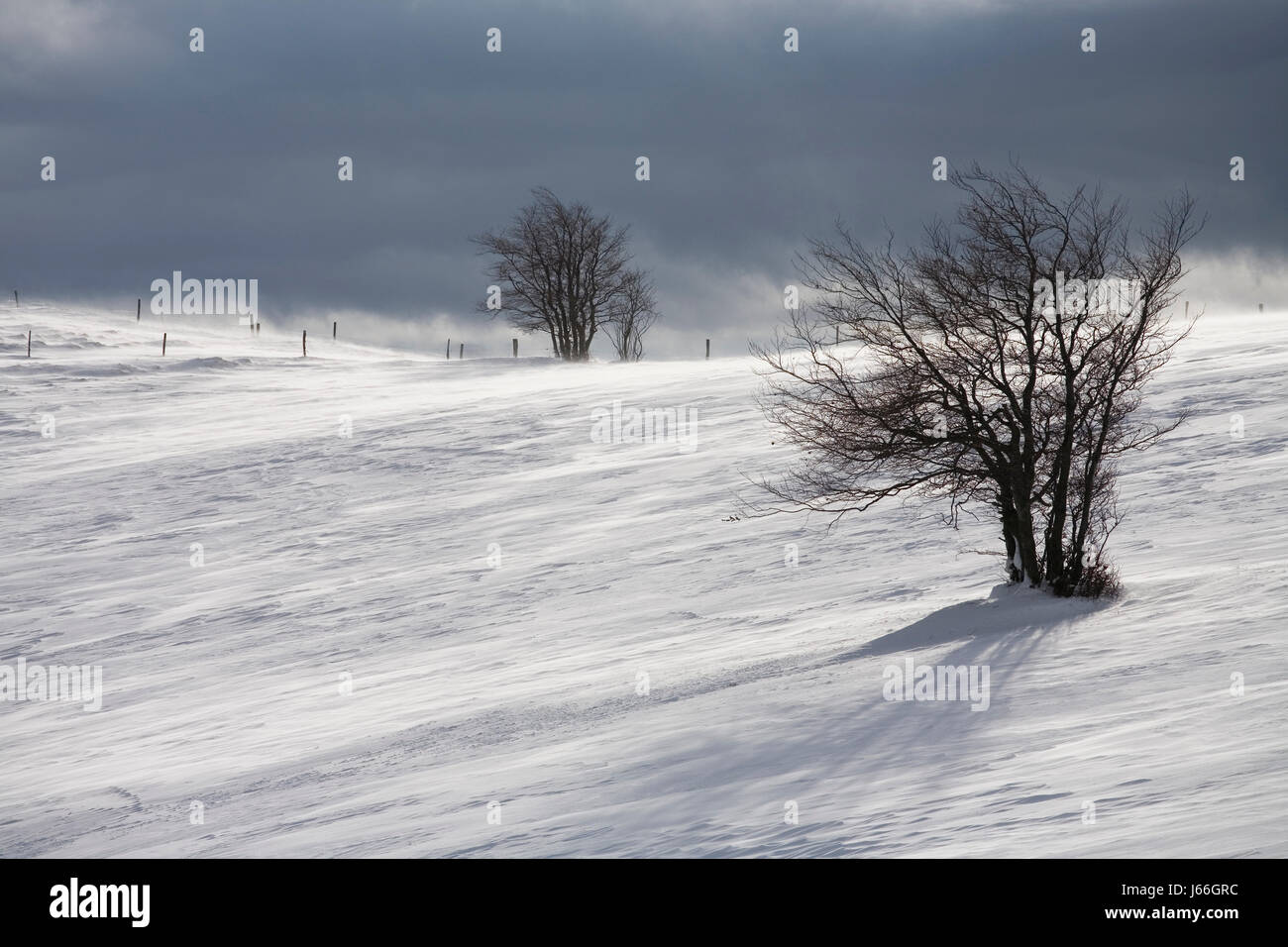 tree winter cold blank european caucasian blizzard a scurry of snow ...