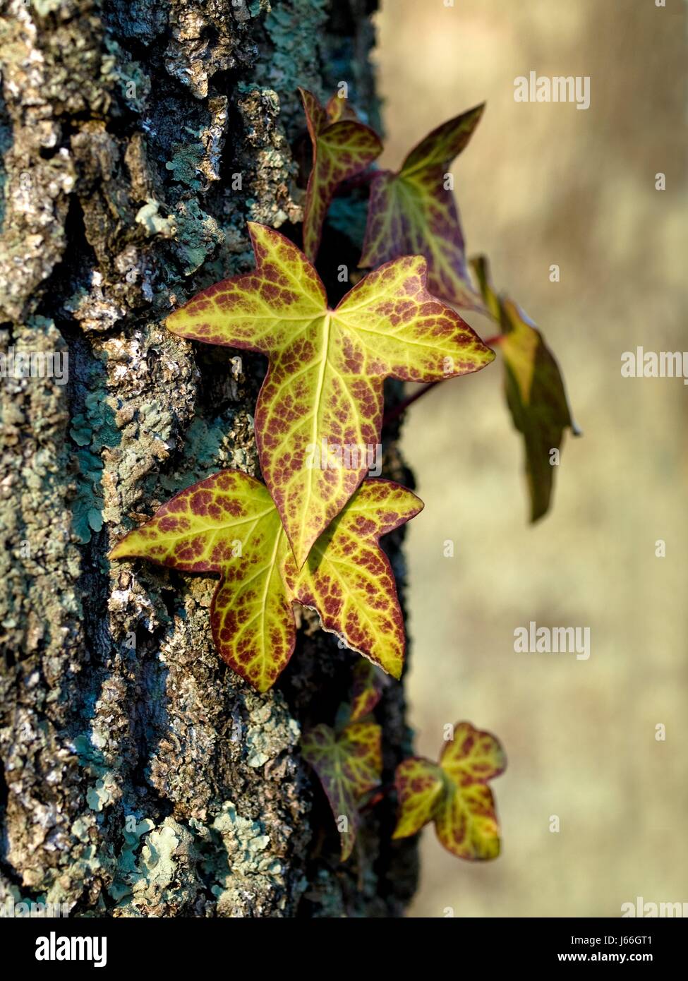 leaf detail closeup tree leaves lawn green foliage nature trunk ...