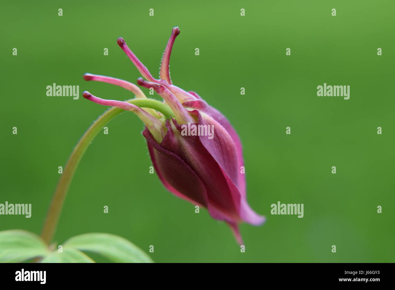 Songbird Cardinal Columbine Flower Bud Stock Photo - Alamy
