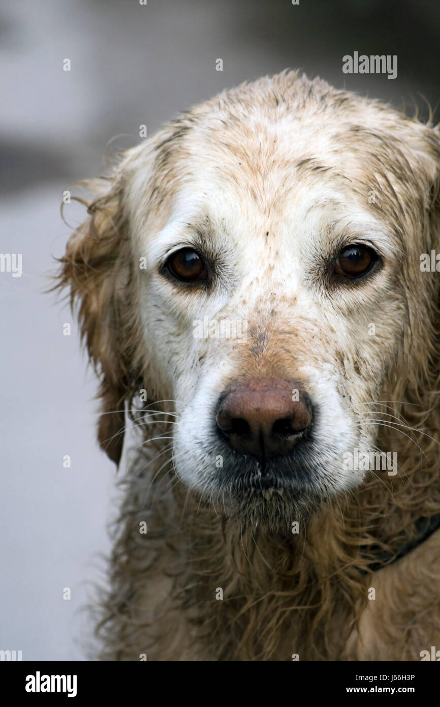 animal look glancing see view looking peeking looking at dog labrador ...