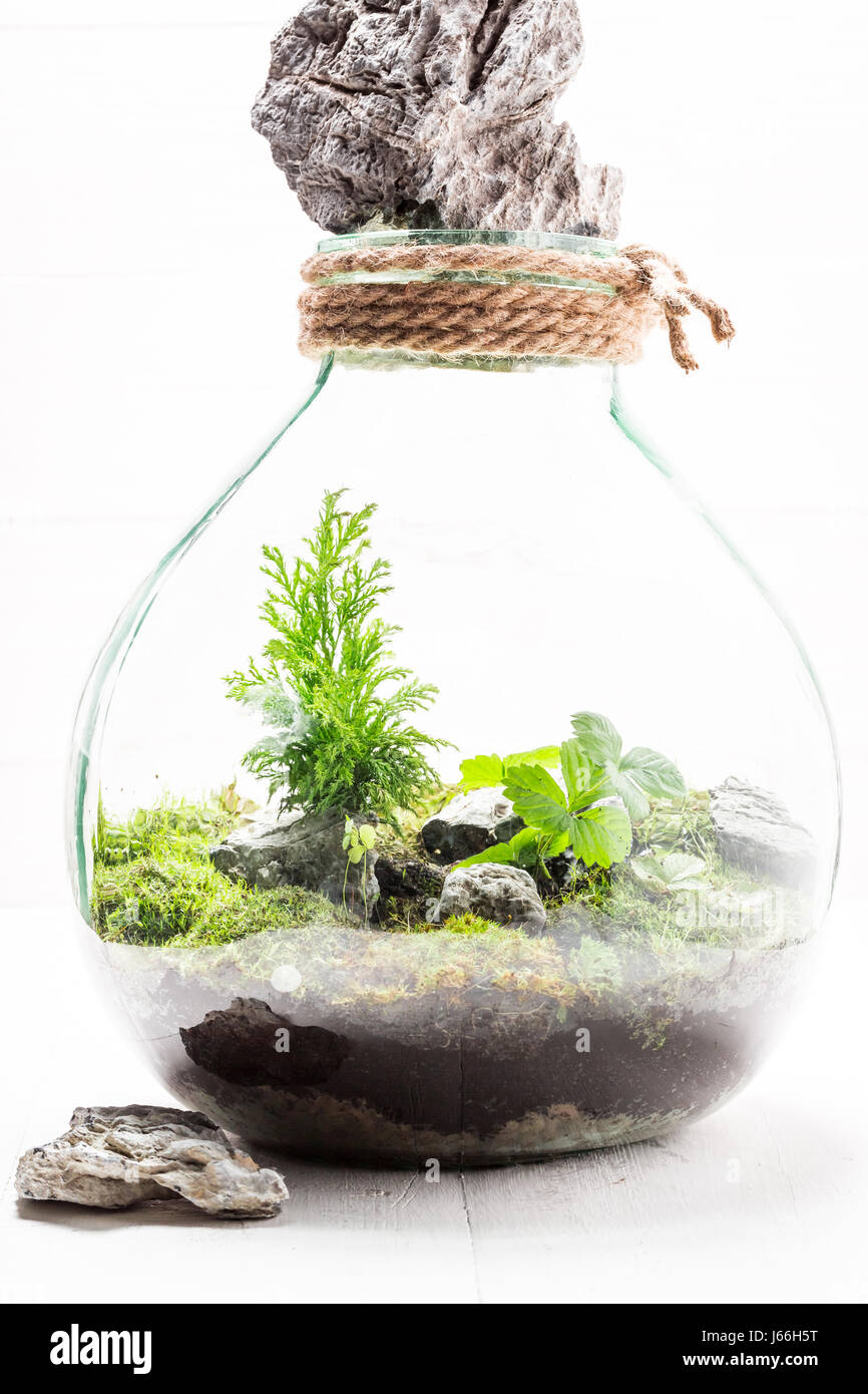 Beautiful jar with piece of green forest Stock Photo - Alamy