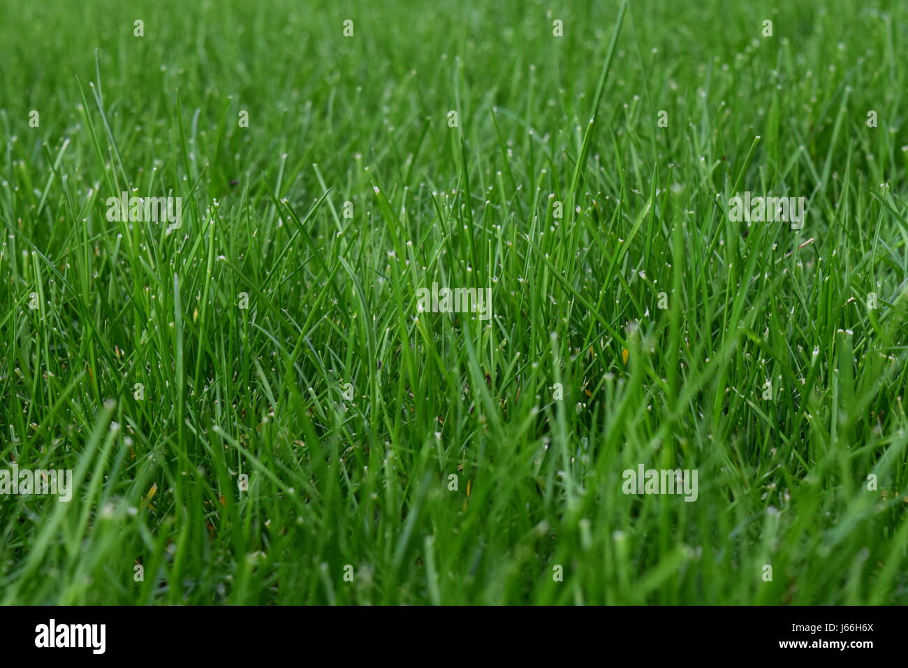 Ground earth grass hi-res stock photography and images - Alamy