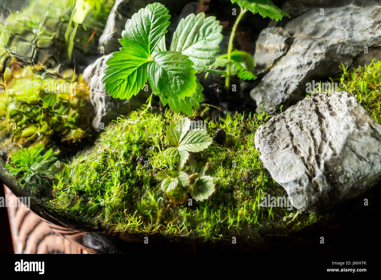 Closeup of small live plants in a jar Stock Photo - Alamy