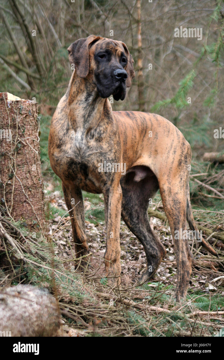 Exner hi-res stock photography and images - Alamy