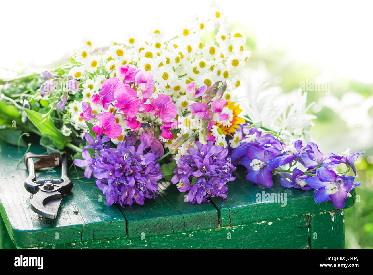 Closeup of wonderful colorful flowers in summer garden Stock Photo - Alamy