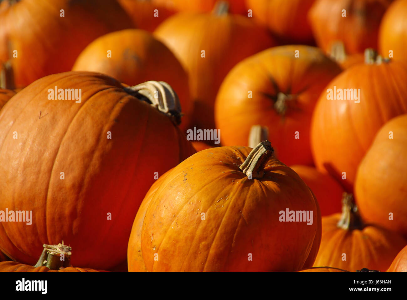 halloween pumpkin format-filling structure thanksgiving fall autumn ...