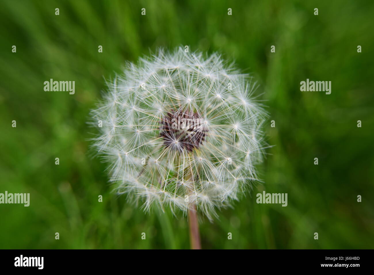 Brown puff ball hi-res stock photography and images - Alamy