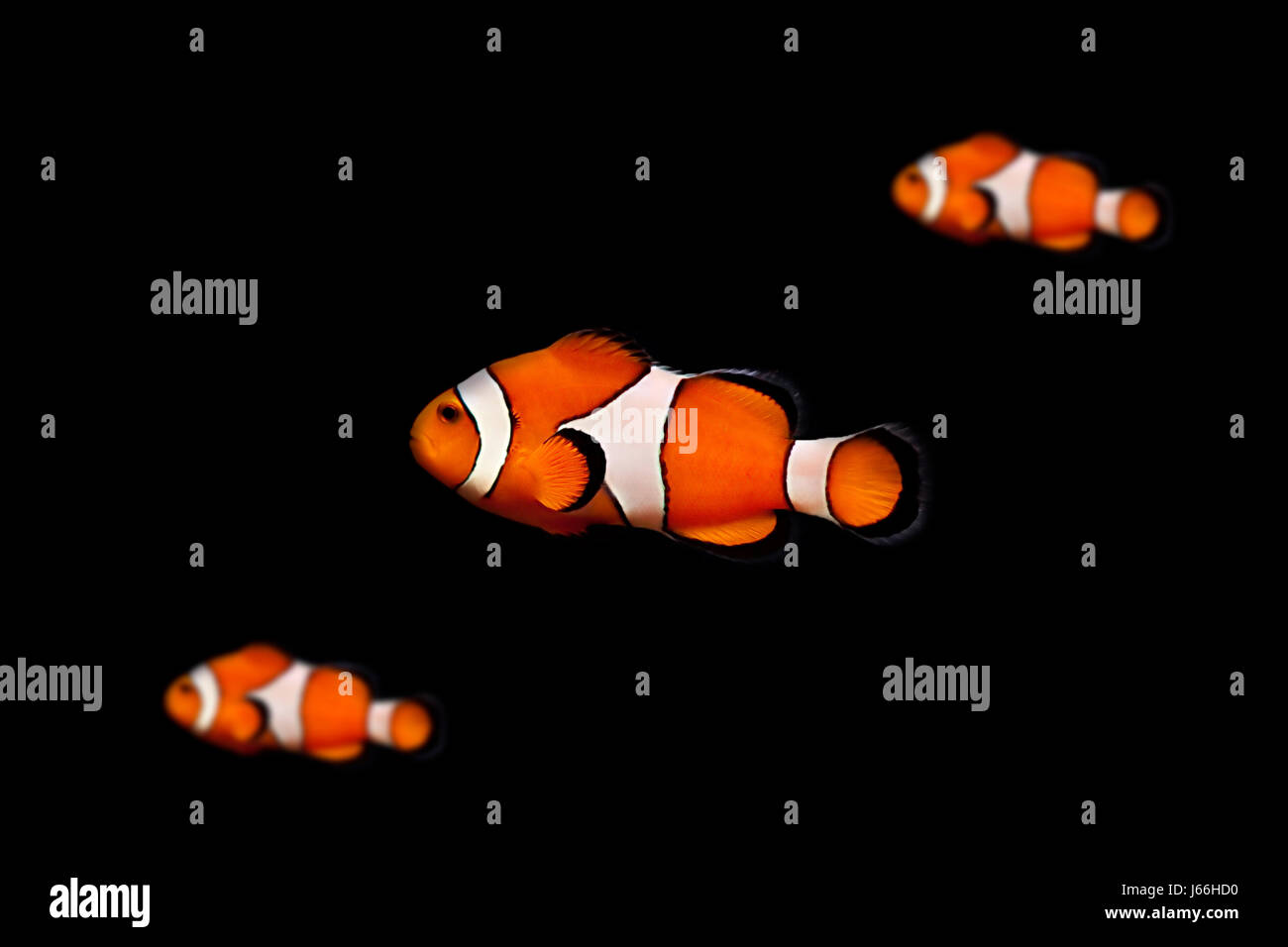 animal blank european caucasian three fins clown fish nemo fin orange ...