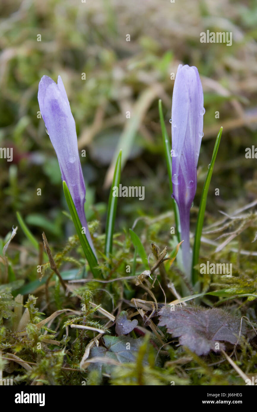 krokusse krokus blumen blten blte frhlingnahaufnahme krokusblte ...