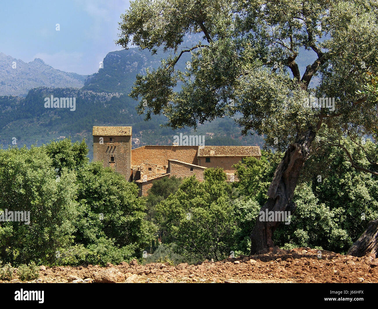 finca in olive grove,majorca Stock Photo - Alamy