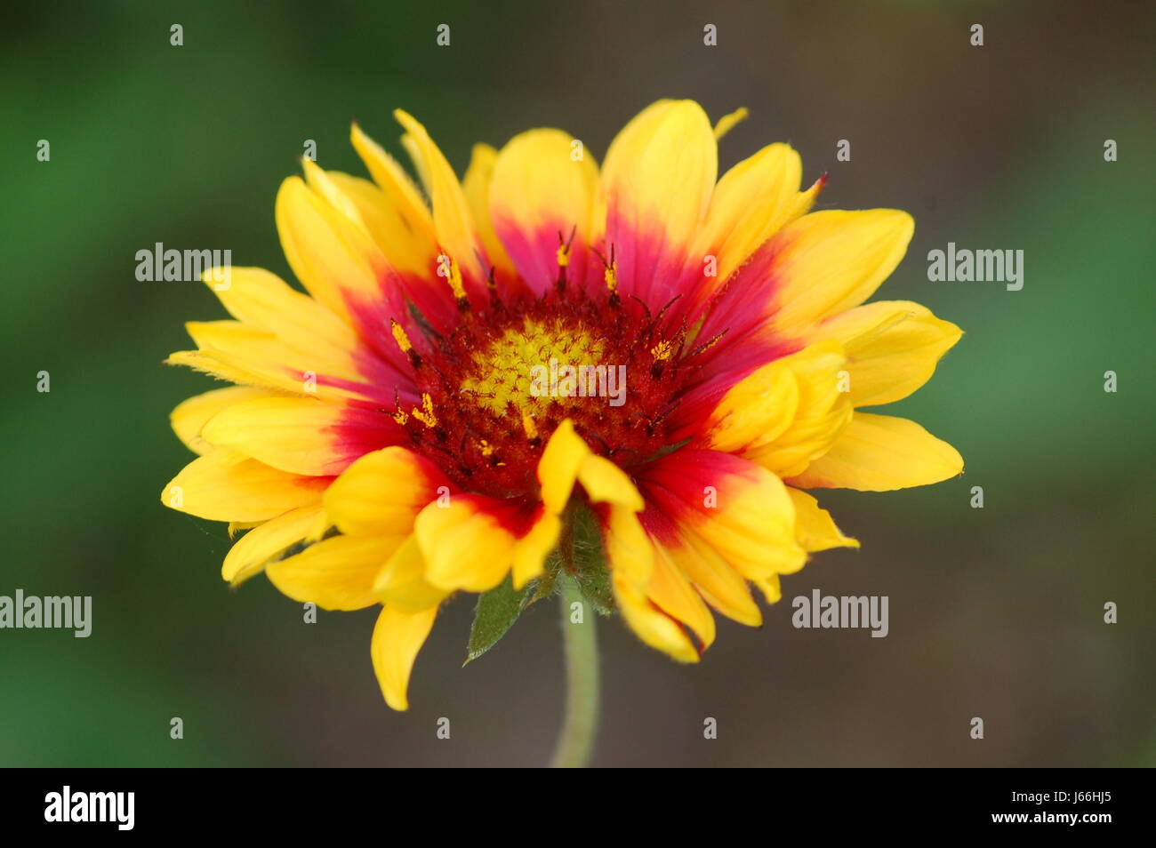 garden plant fauna flower flowers flora gardens nature garden bloom ...