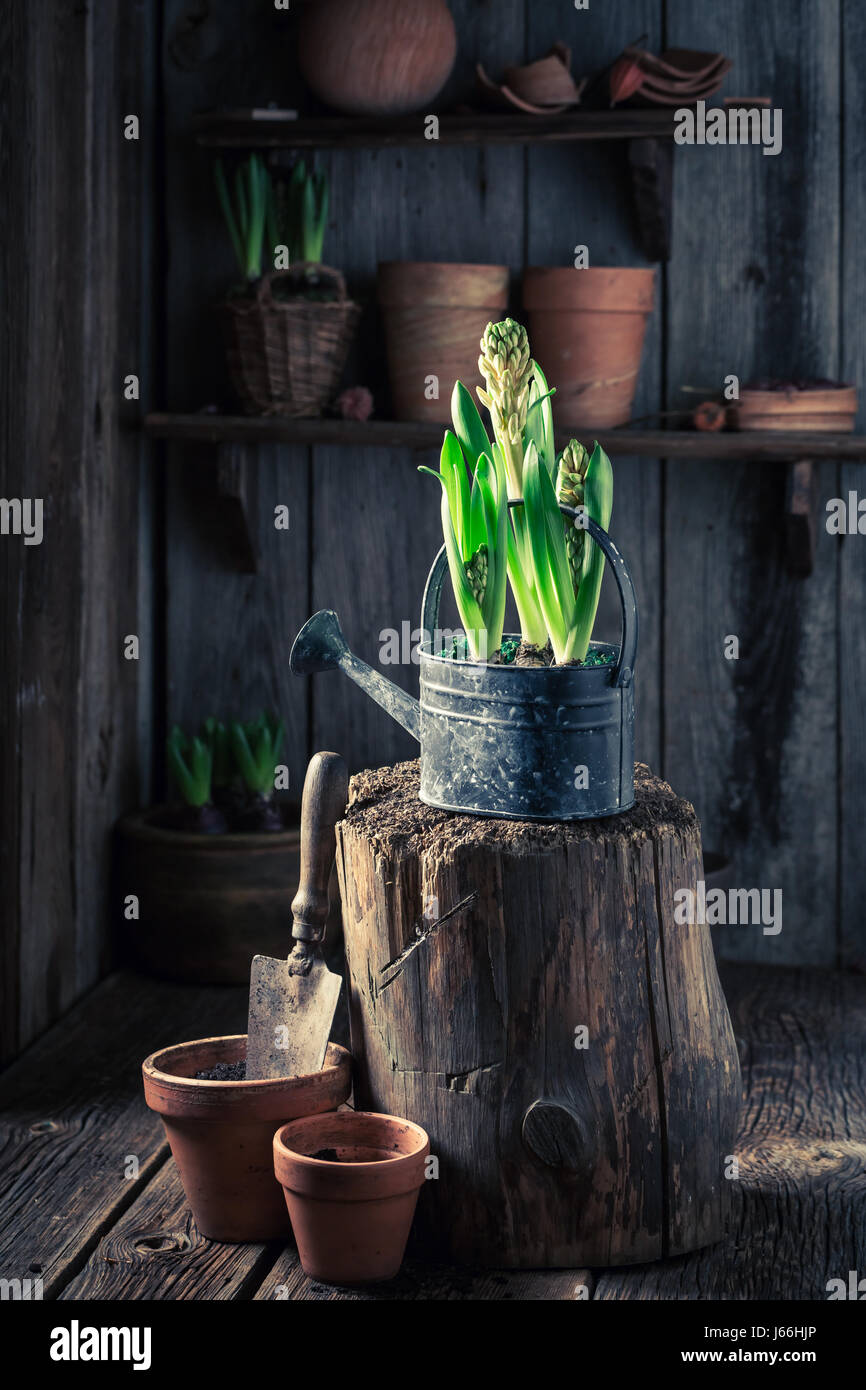 Freshly grown spring flowers in the rustic wooden cottage Stock Photo ...