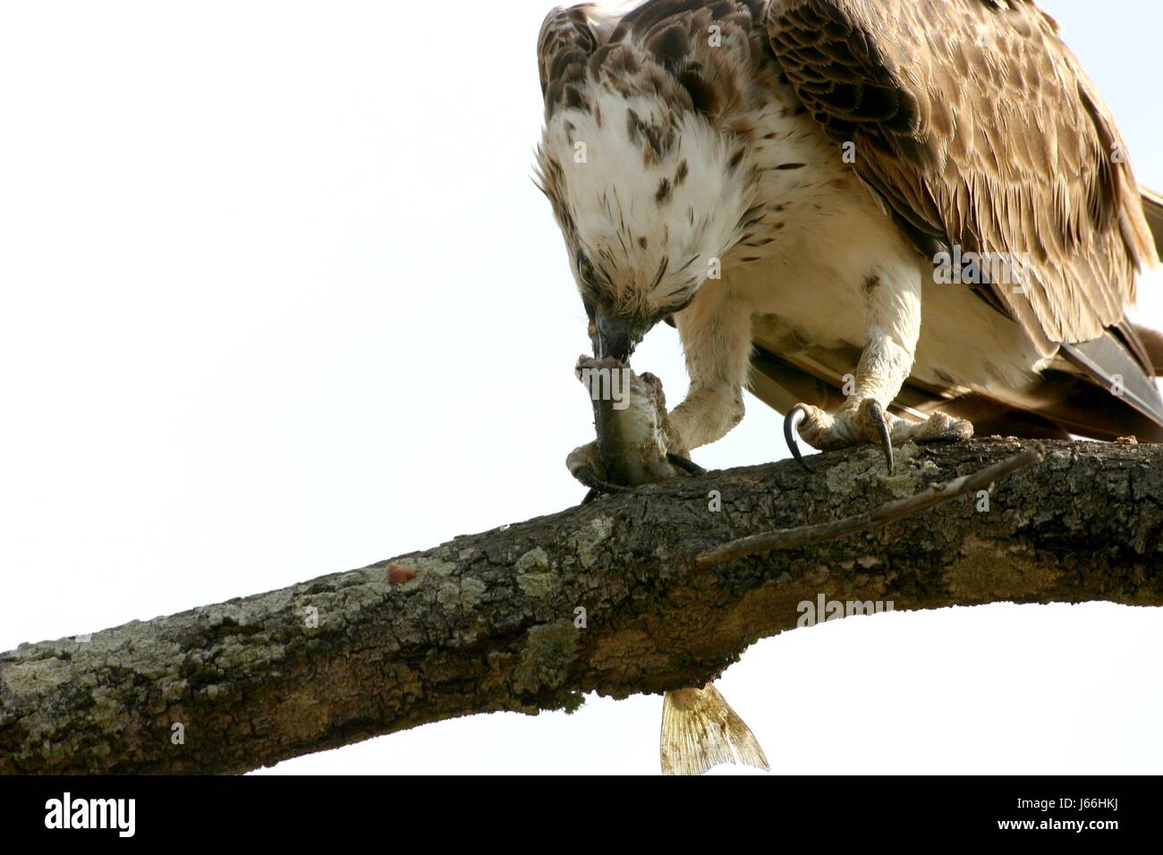 bird hunter fish wildlife predator prey booty osprey catch close legs ...