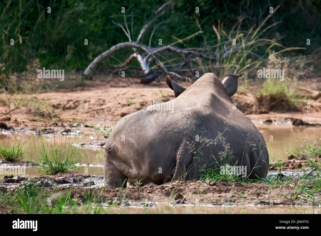 animal arse ass bum rhino rhinoceros travel animal wild africa animals ...