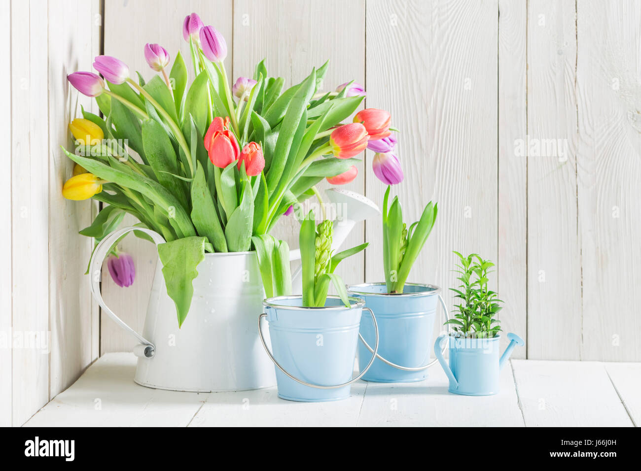 Young and fresh tulip in white watering can Stock Photo - Alamy