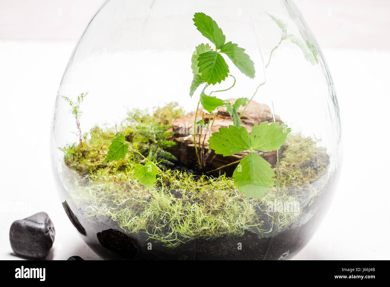 Small green plants in a jar with self ecosystem Stock Photo - Alamy