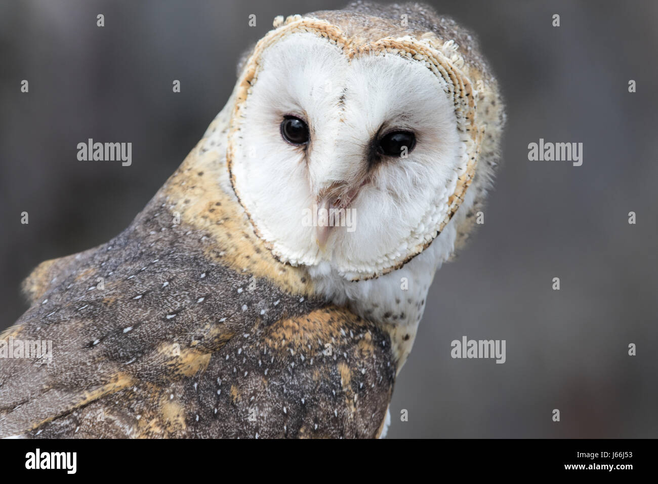 Galapagos barn owl hi-res stock photography and images - Alamy