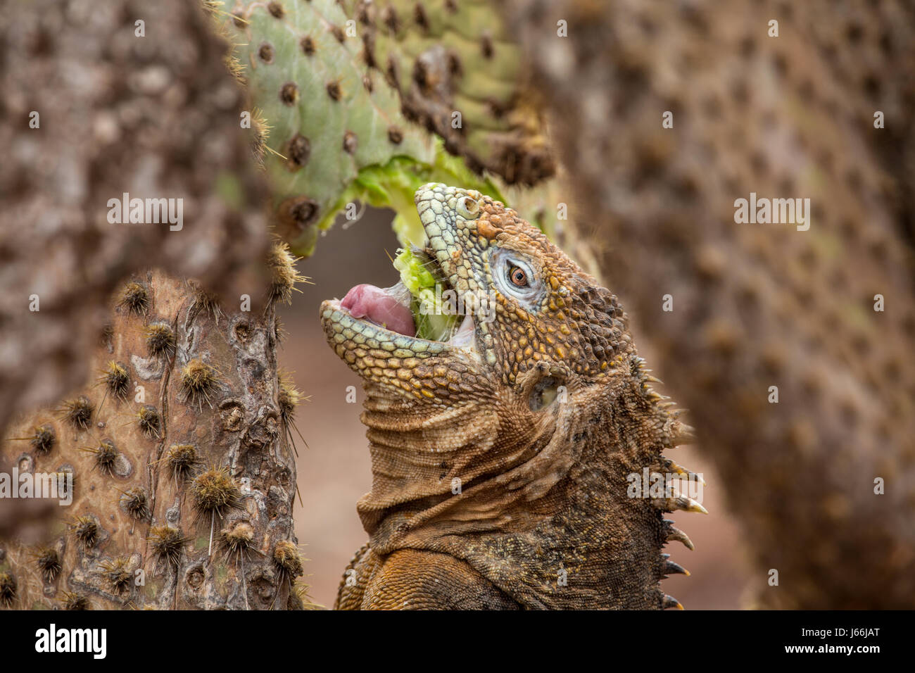Lizard eating hi-res stock photography and images - Alamy