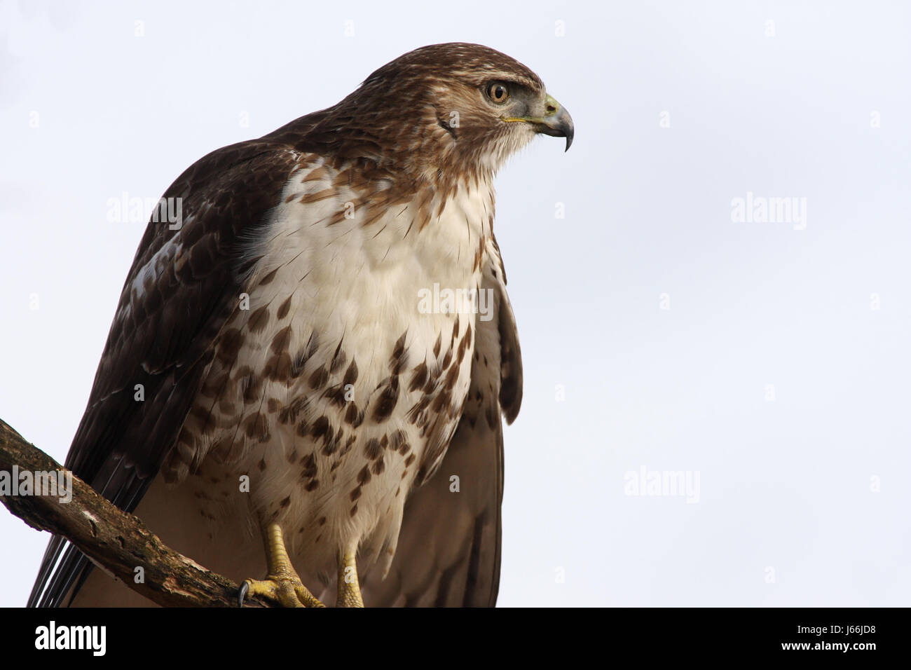 bird hunter raptor birds of prey wildlife predator hawk nature tree ...