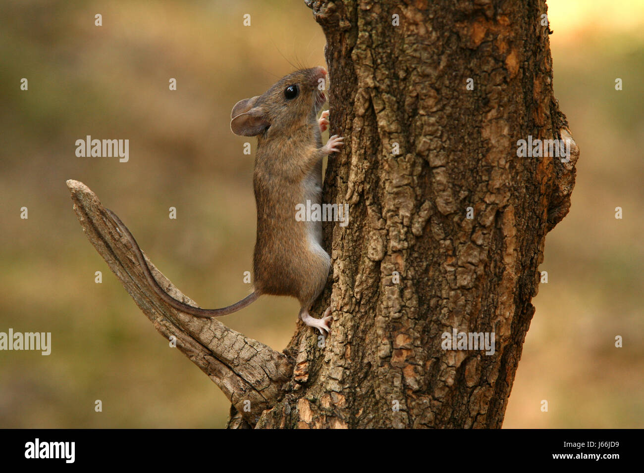 tree animals mouse rise climb climbing ascend uphill tread clamber ...