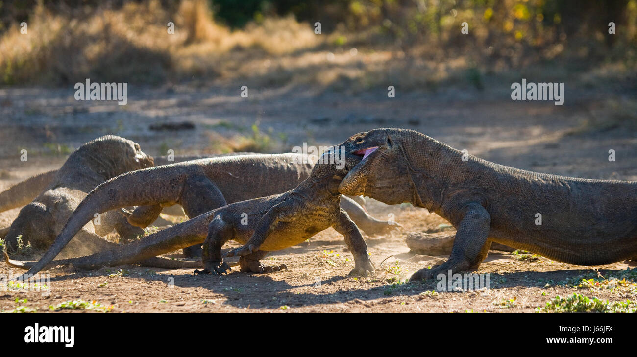 Komodo Dragons Fighting High Resolution Stock Photography and Images ...