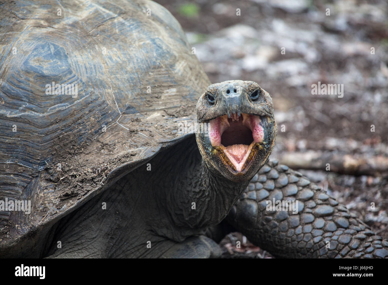 Tortoise Mouth Open High Resolution Stock Photography and Images - Alamy