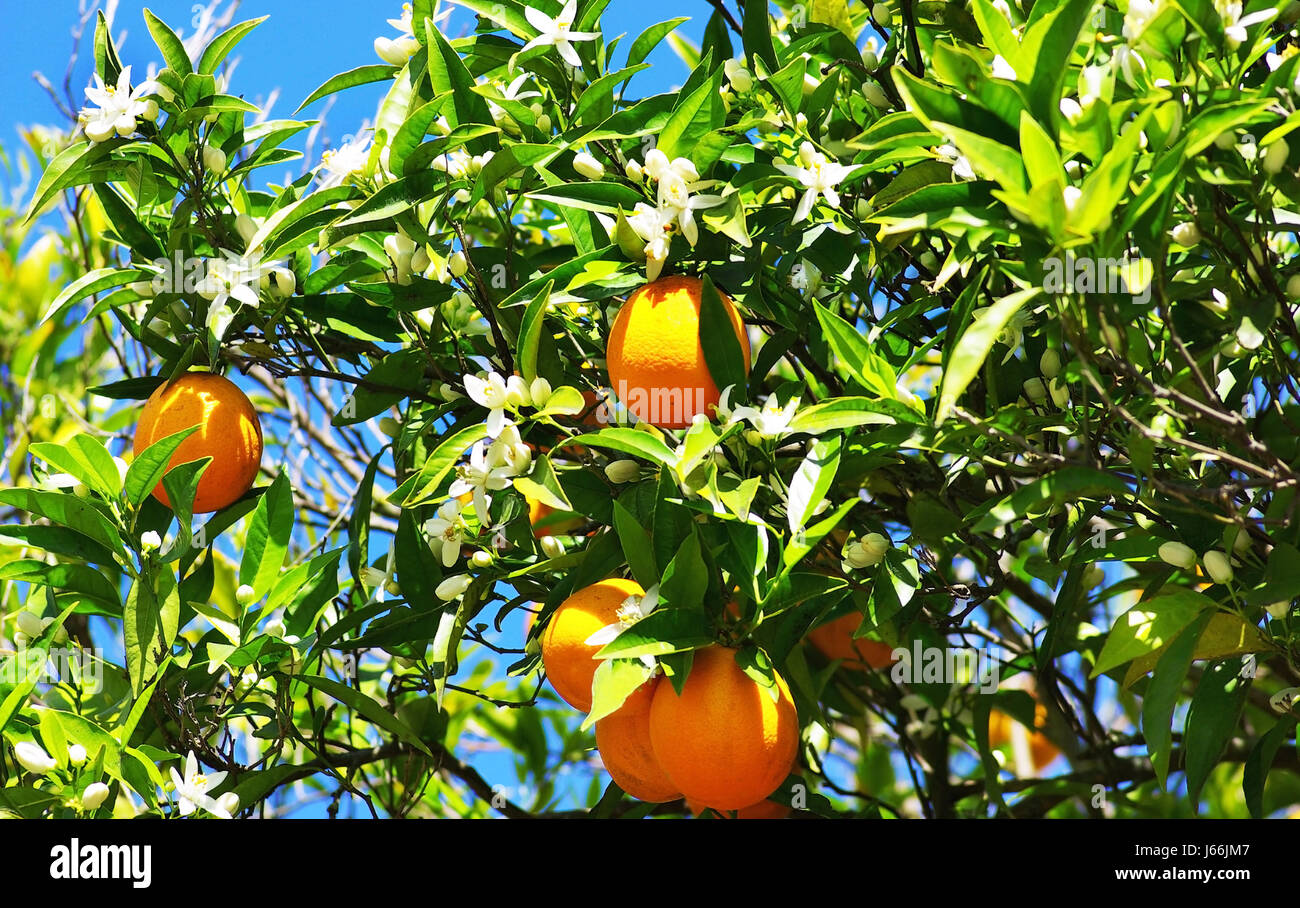 orange environment enviroment agriculture farming plantation saturated ...