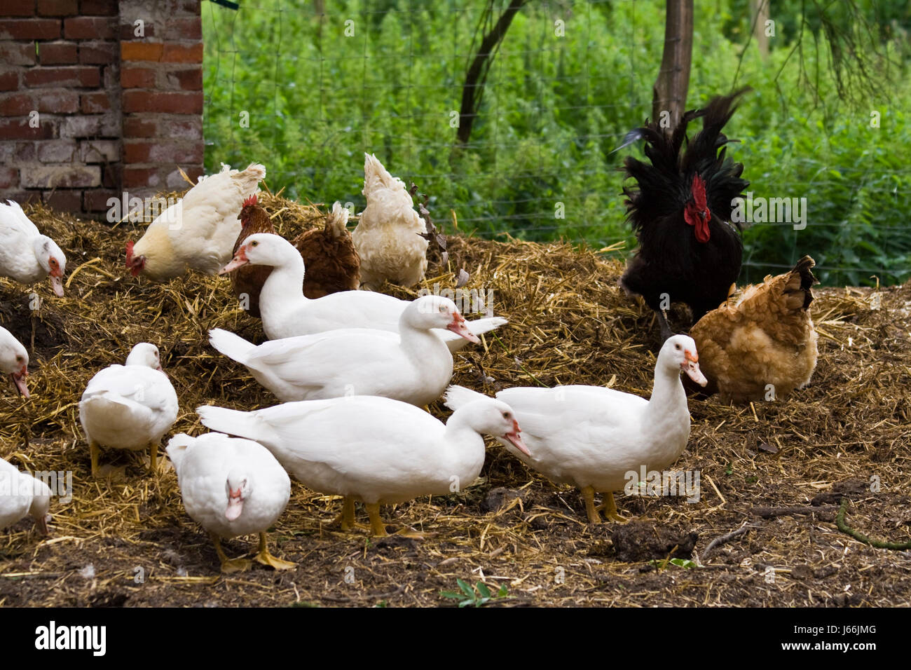 duck farm dunghill chicken cock rooster bucolic animal bird brown ...