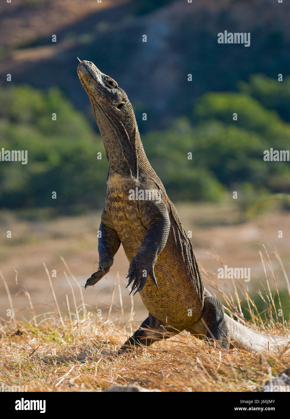 Komodo dragon is standing upright on their hind legs. Interesting ...