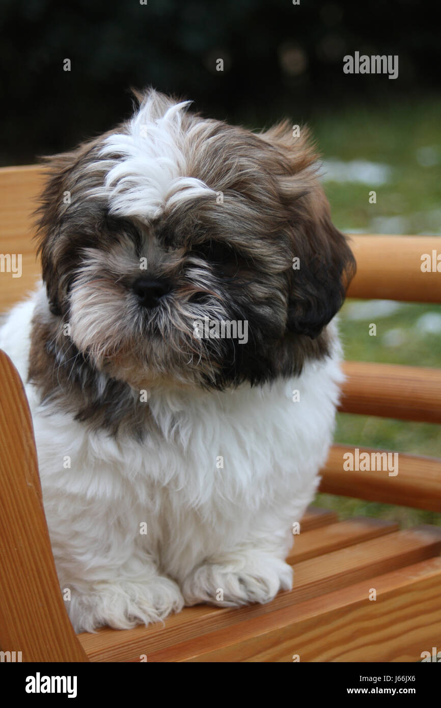 puppy multi-coloured animal child cute animal pet mammal dog long hairs ...