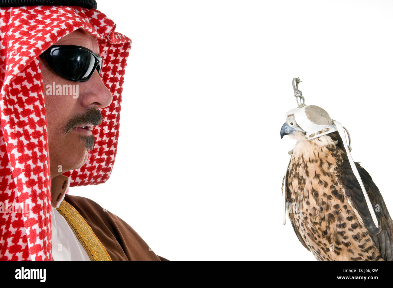 portrait falcon tradition falconry arabia animal bird face portrait ...